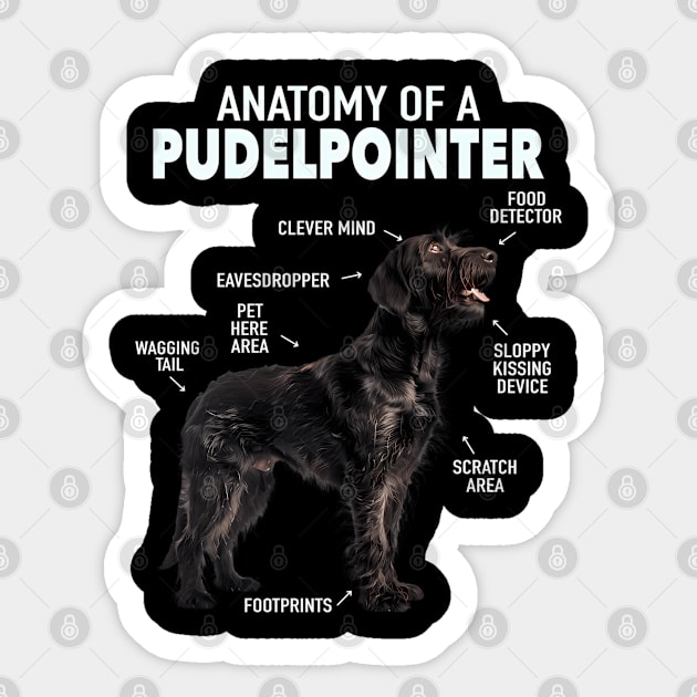 Anatomy Of A Pudelpointer - Dog Breed - Sticker | TeePublic